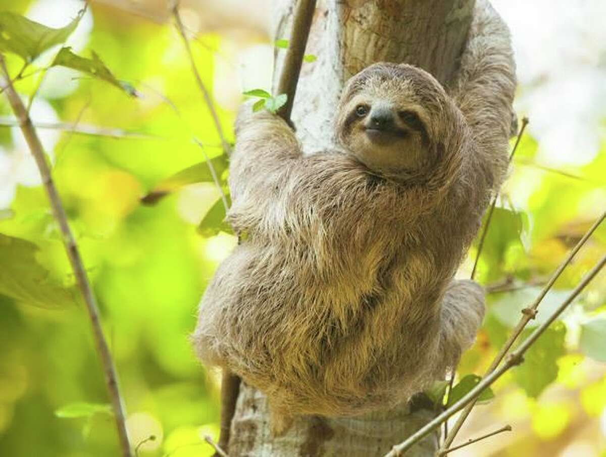 High Sloth Meme