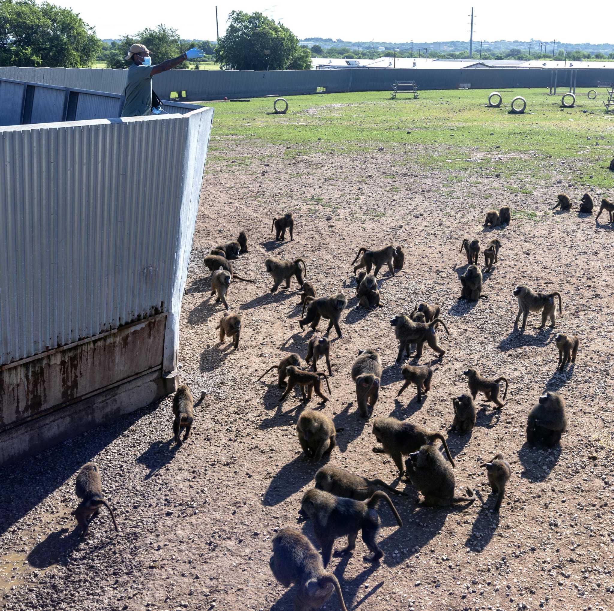 Texas Biomed gets $37 million to care for San Antonio monkeys that ...