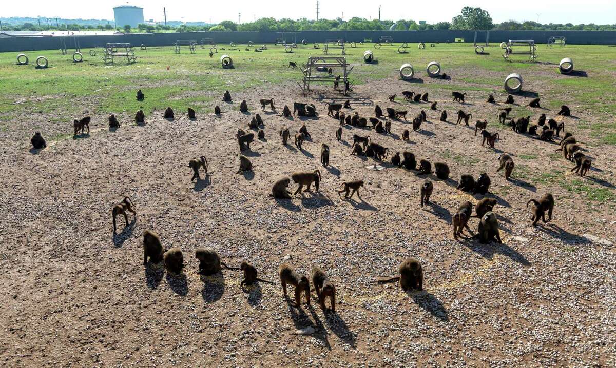 Texas Biomed gets $37 million to care for San Antonio monkeys that ...