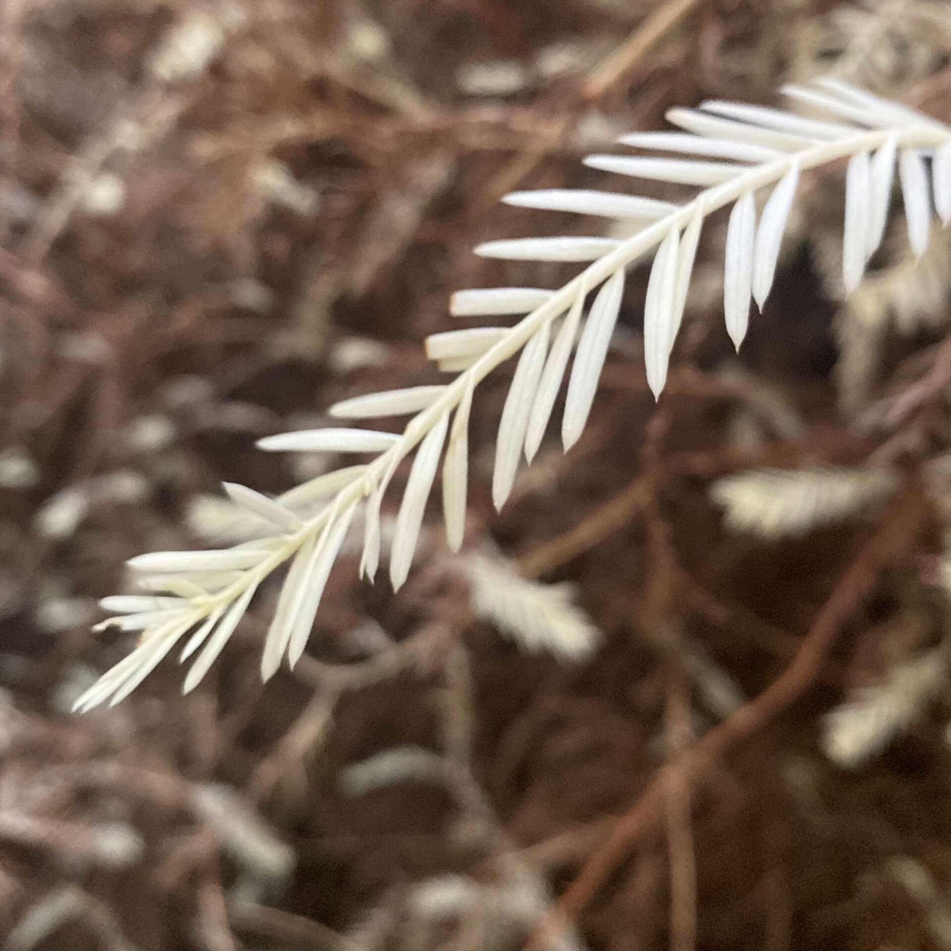 One of California's rarest trees may be another victim of extreme drought