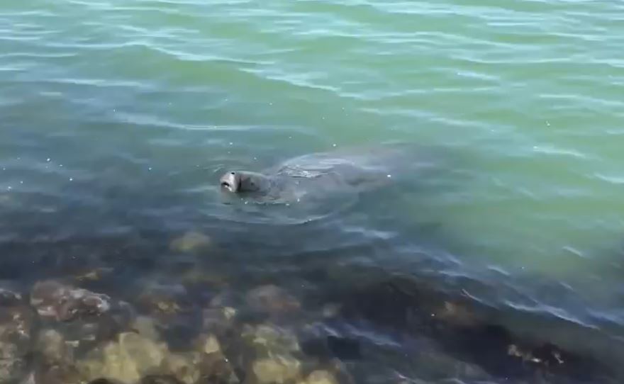 'Rare' sighting of manatee spotted at Corpus Christi Bay