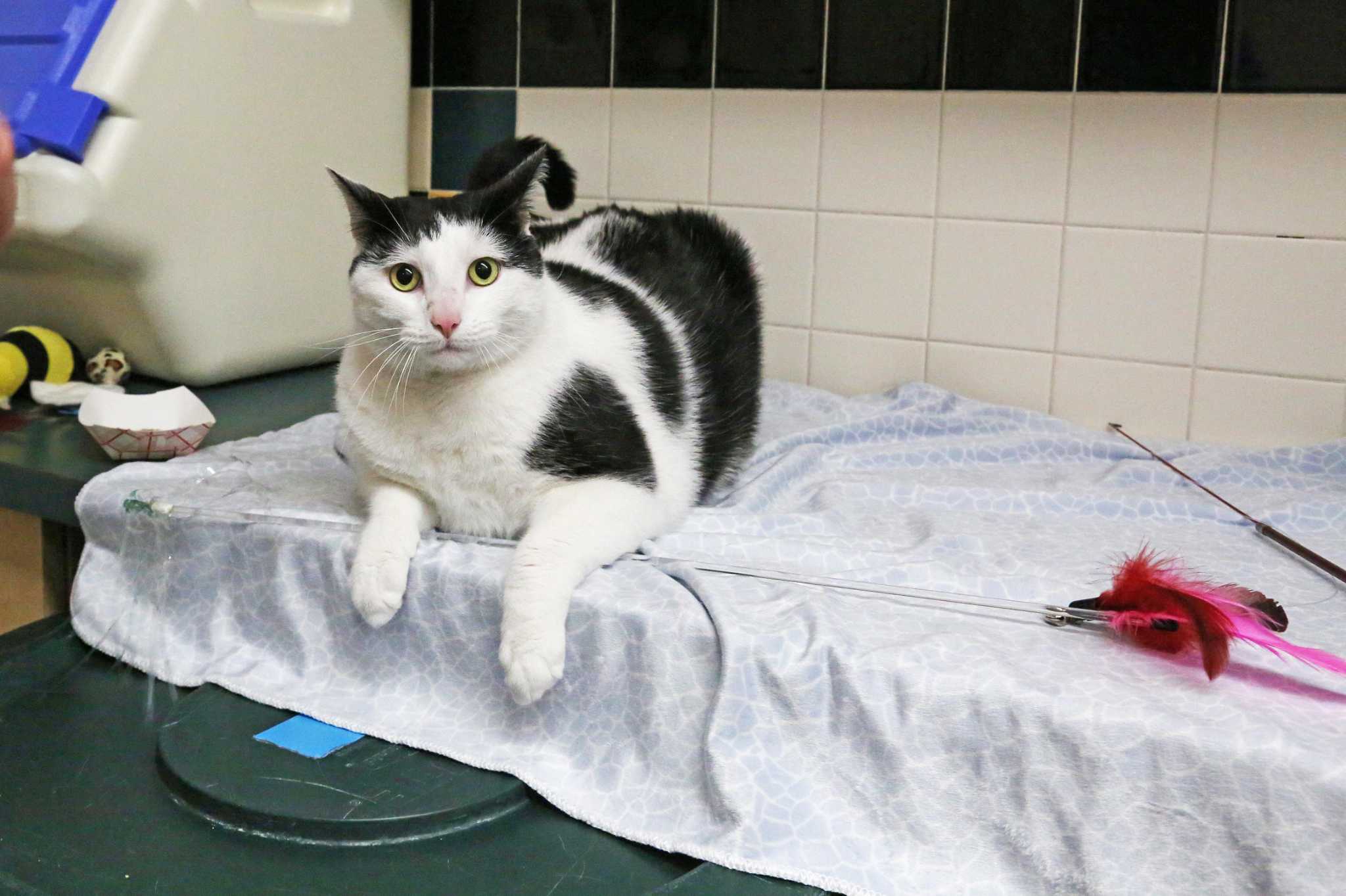 Pet of the week: Dave