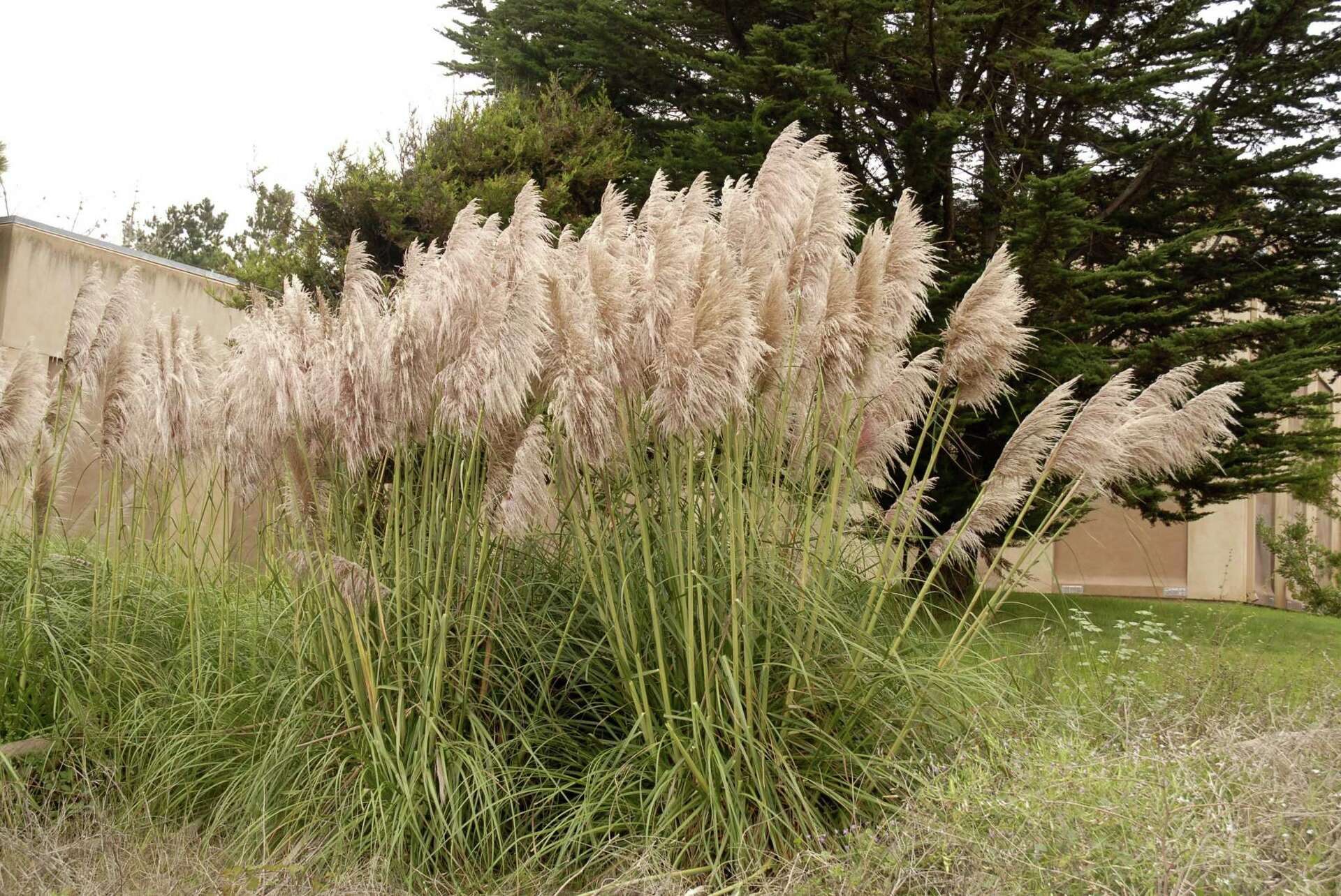 Guide to the best ornamental grasses to plant in San Antonio gardens in ...