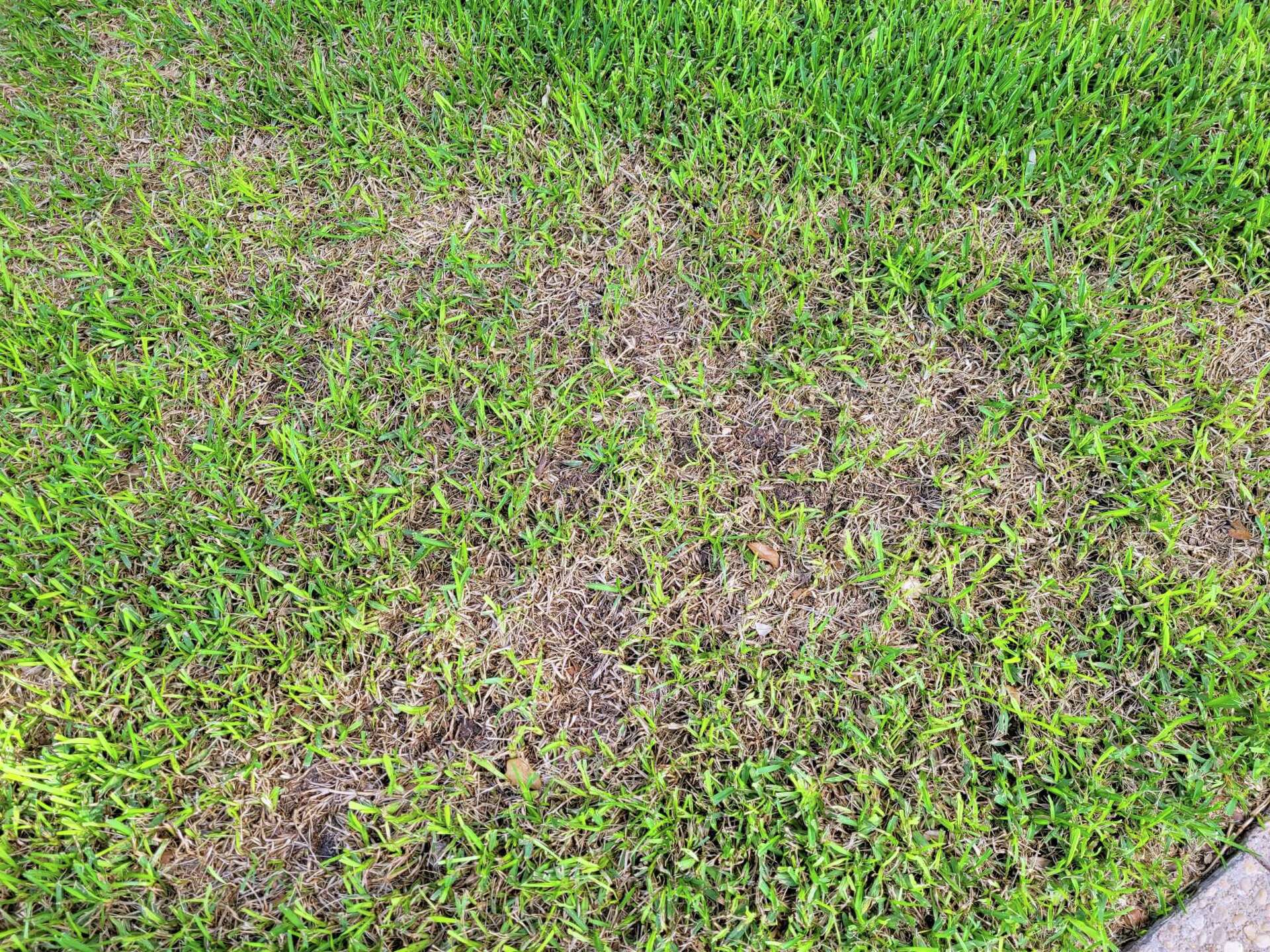How to treat take-all root rot and gray leaf spot in your grass lawn