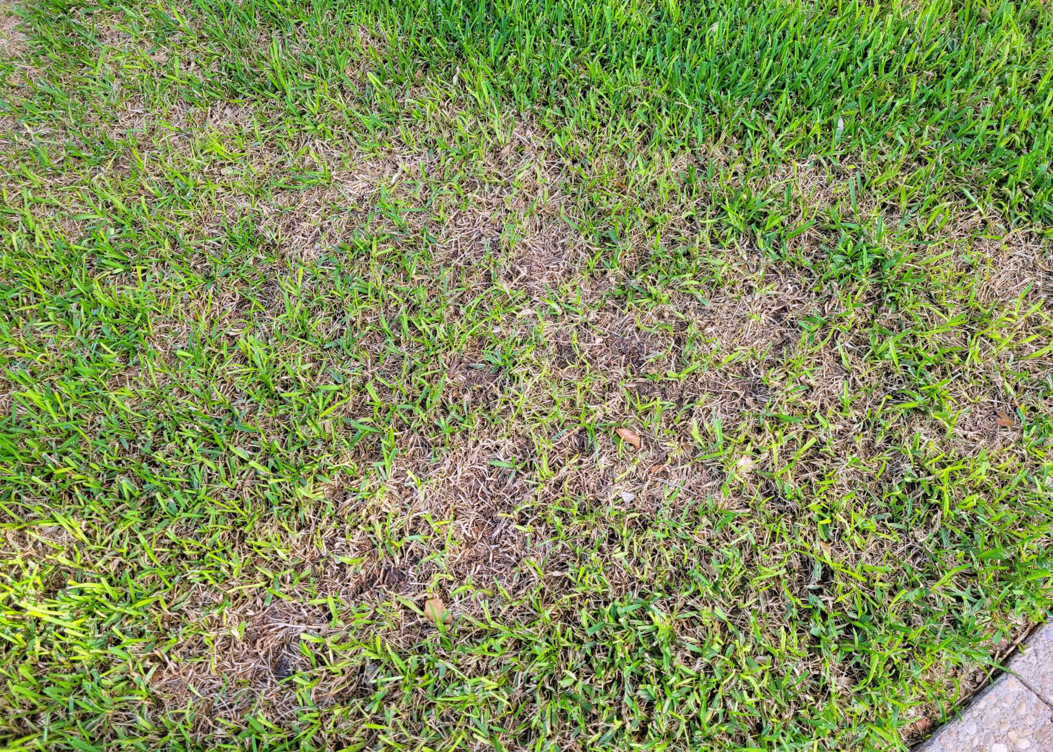 How to treat take-all root rot and gray leaf spot in your grass lawn