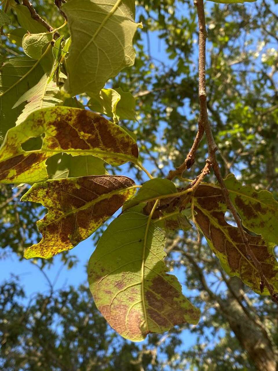 How to treat take-all root rot and gray leaf spot in your grass lawn