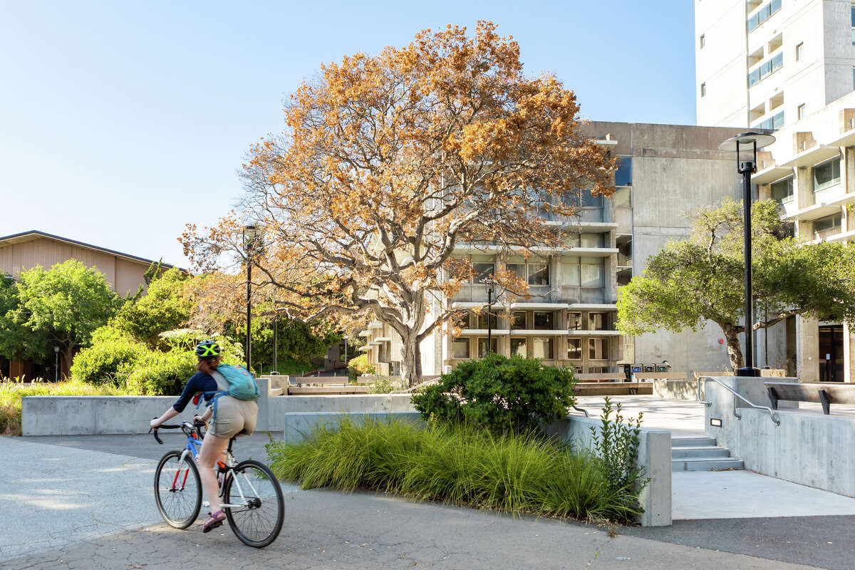 Shocking scene as a major tree die-off hits East Bay parks