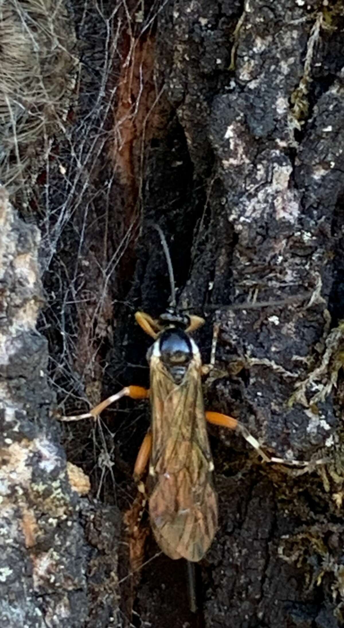Gypsy moth caterpillars are a threat to foliage in upstate New York