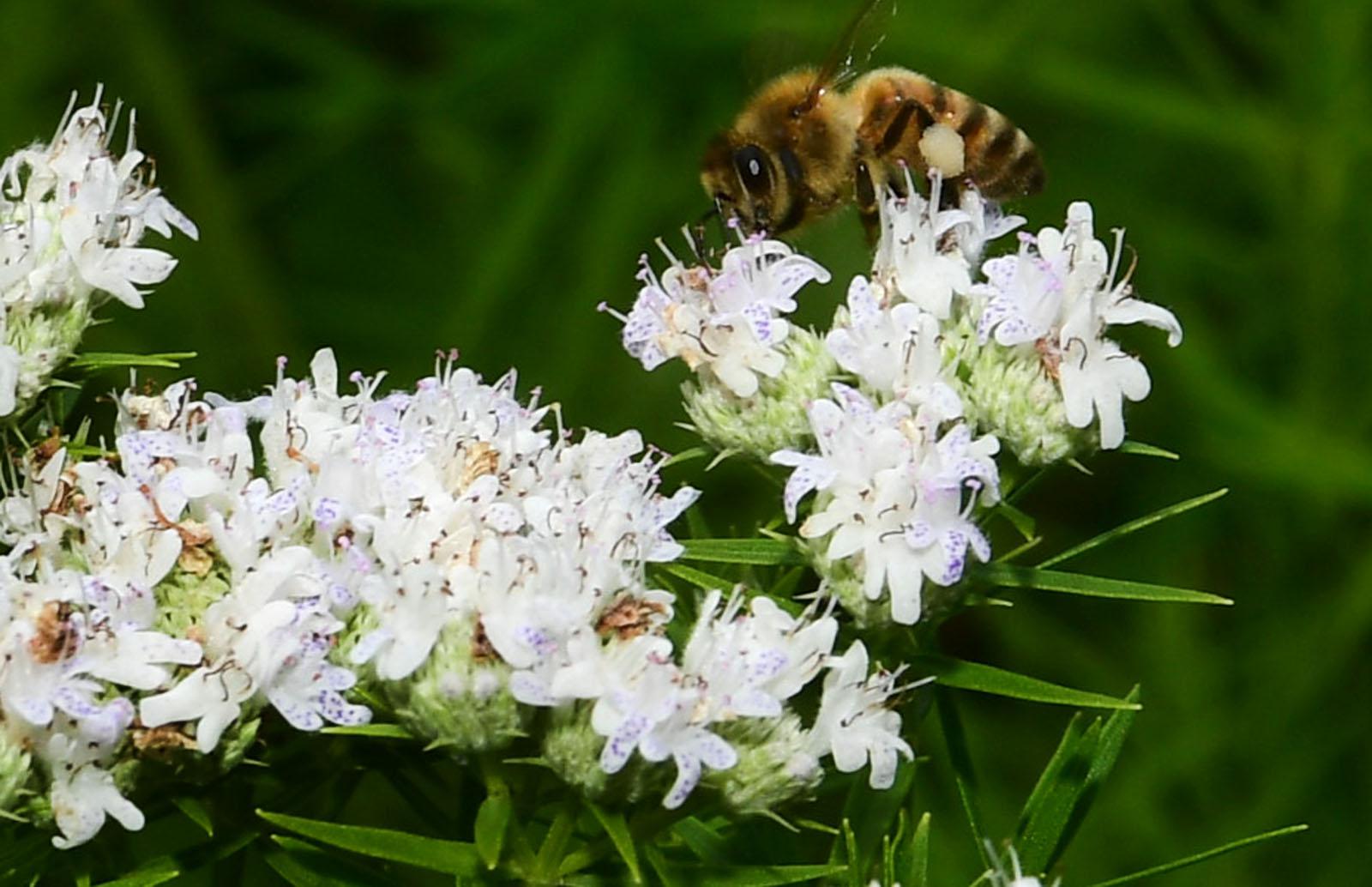 ‘No pollinators, no farms’: Fairfield addresses decreasing pollinators