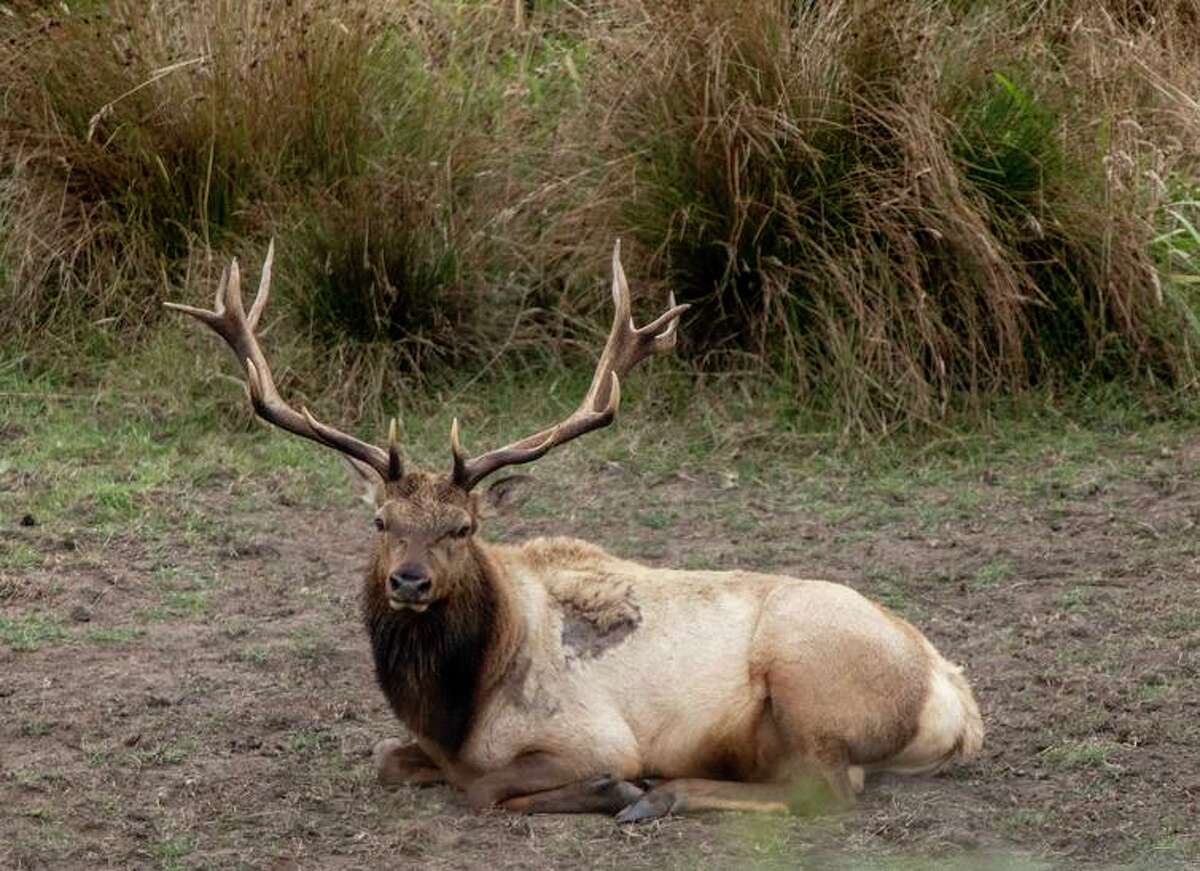 Animal rights group sues park service, says Point Reyes tule elk dying ...