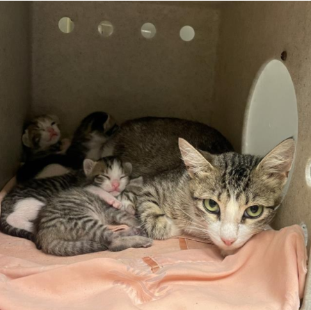 More than 280 cats available for $5 adoption at Animal Care Services ...