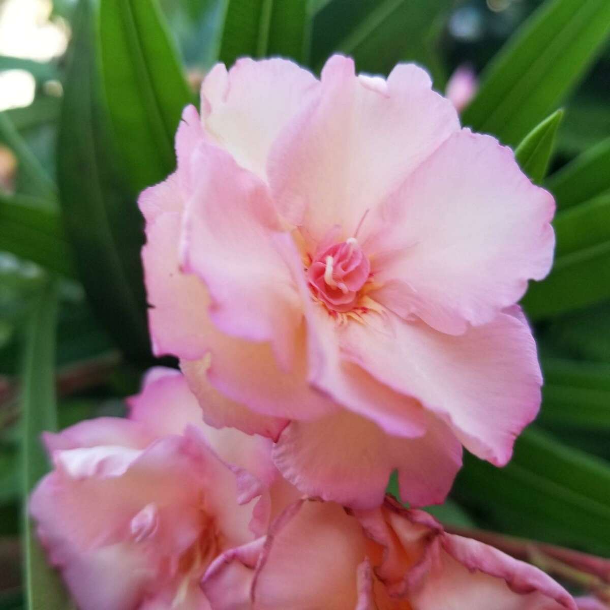 Freeze damage prompts oleander society to launch new plant archive