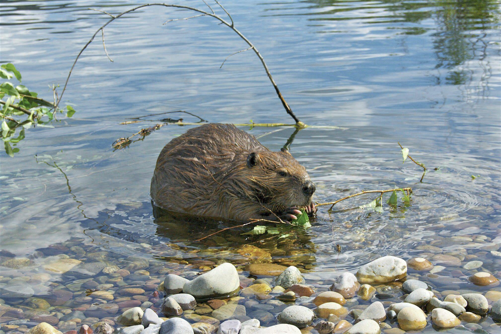 Beaver are nature’s firefighters. So why is California killing them?