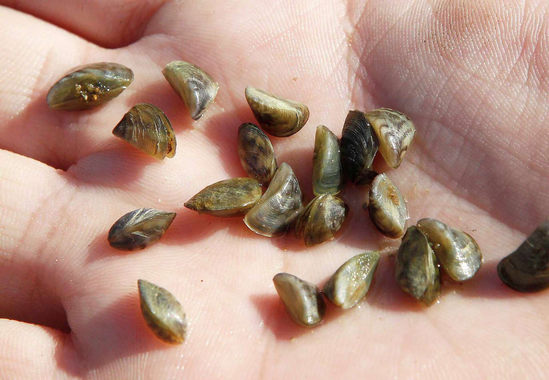 Invasive zebra mussels take over another Texas lake