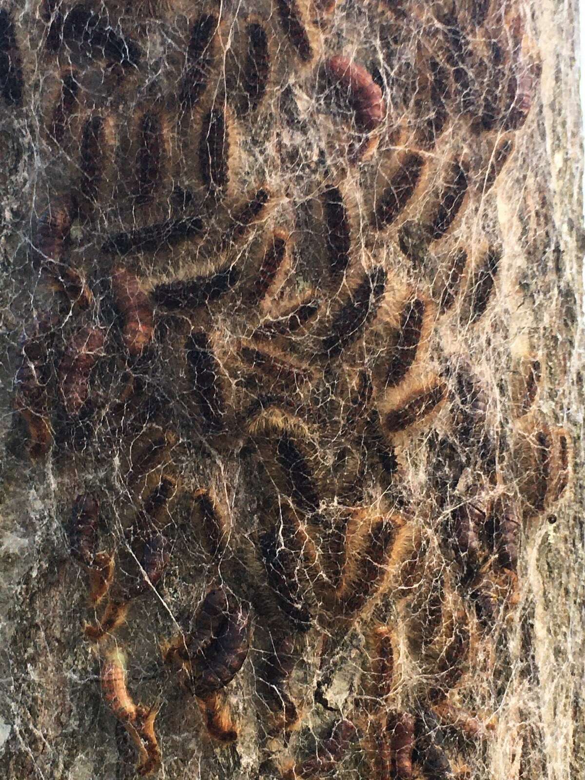 As gypsy moths invade Litchfield County, expert says don’t panic