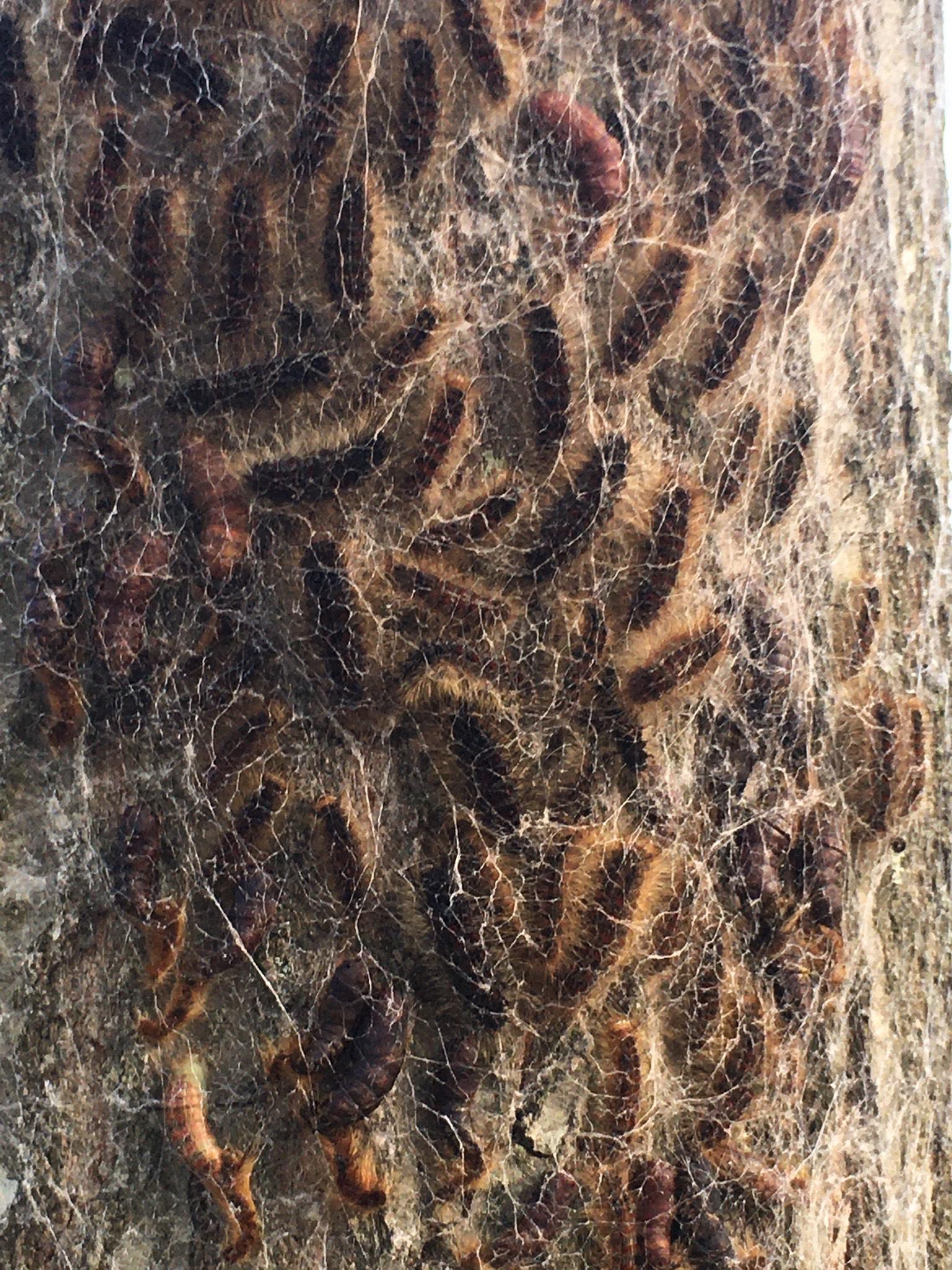 As gypsy moths invade Litchfield County, expert says don’t panic