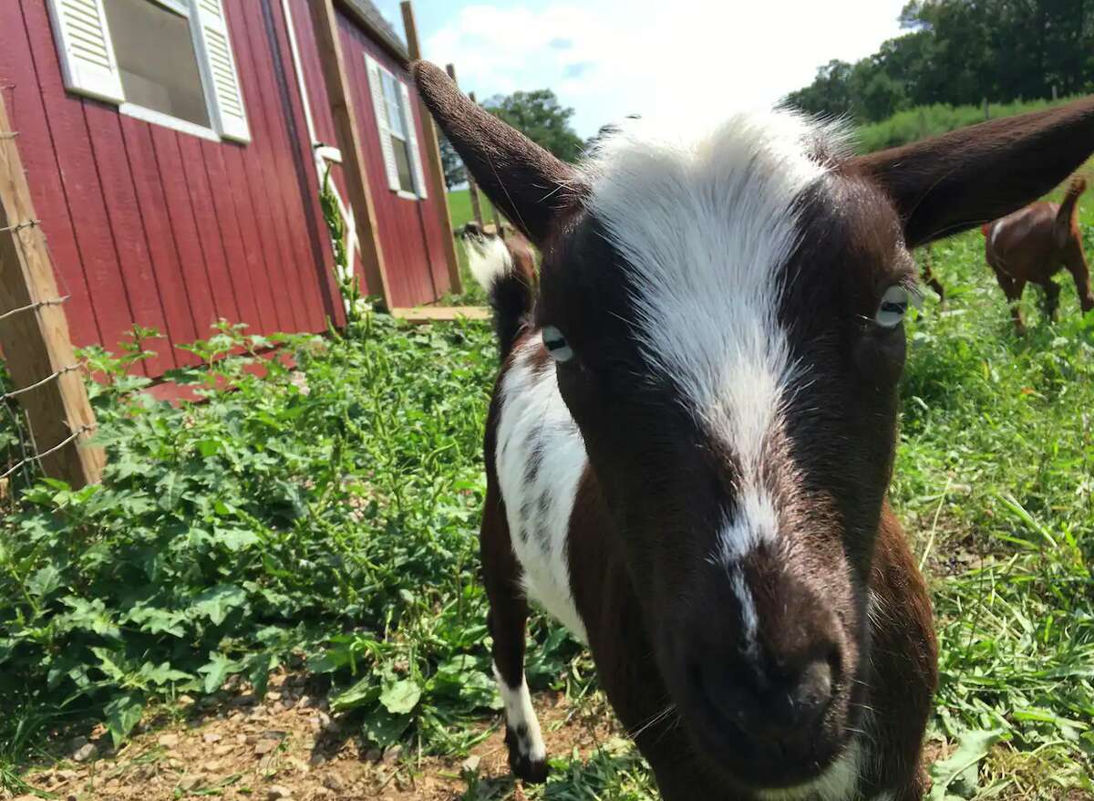 Guilford tiny house Airbnb on a goat farm aims to encourage sustainability