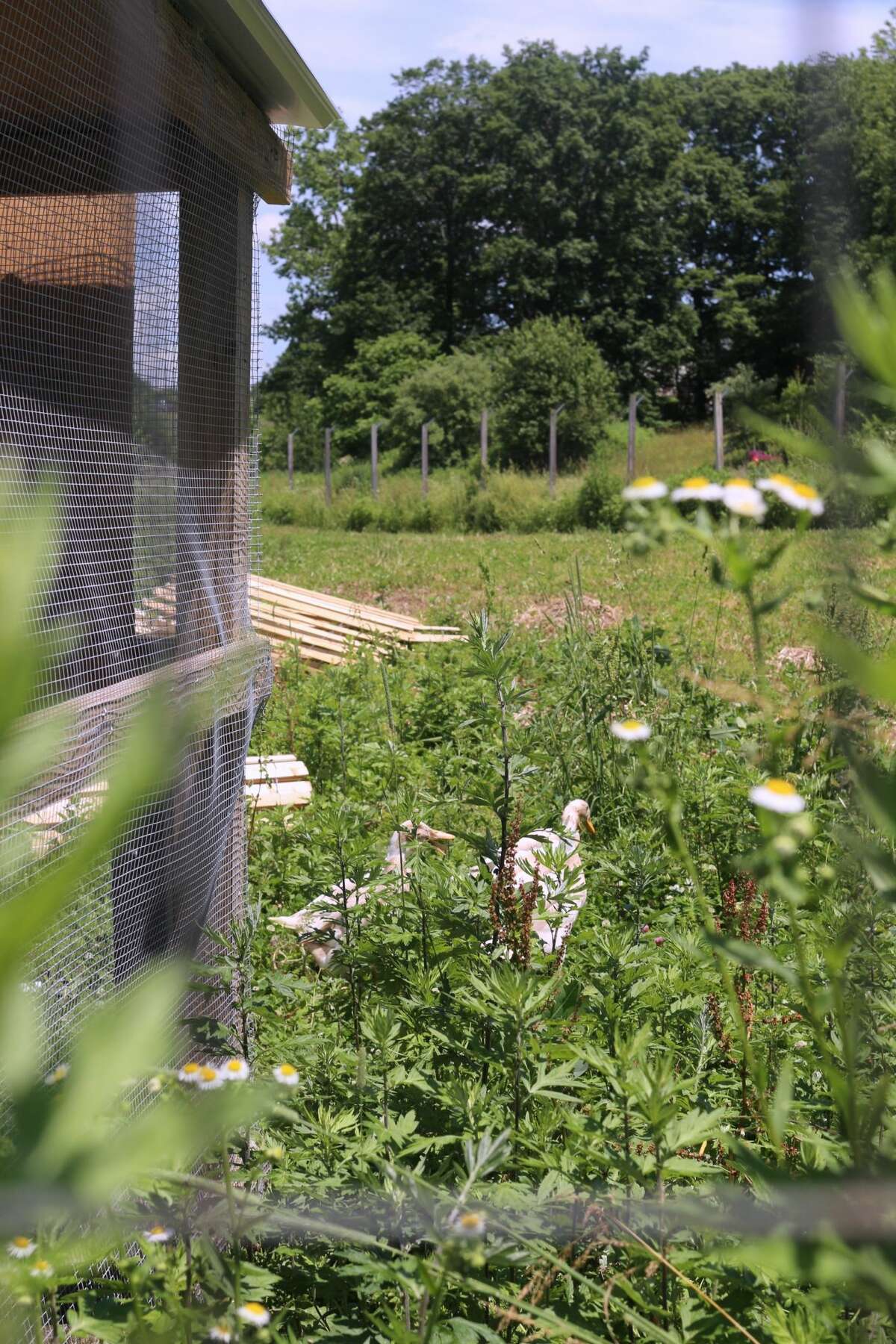 Guilford tiny house Airbnb on a goat farm aims to encourage sustainability