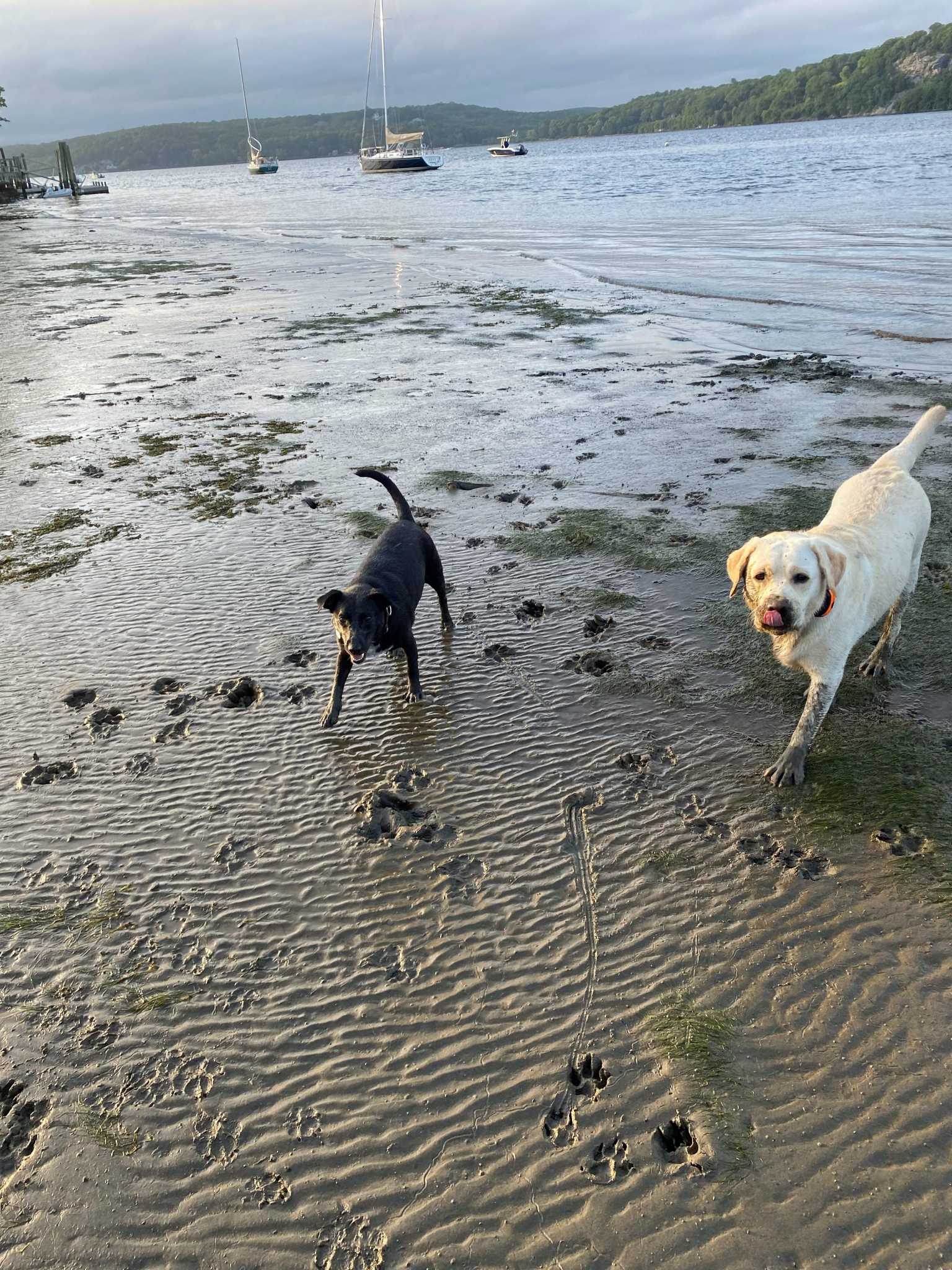 Be aware of animal’s distress in heat and humidity