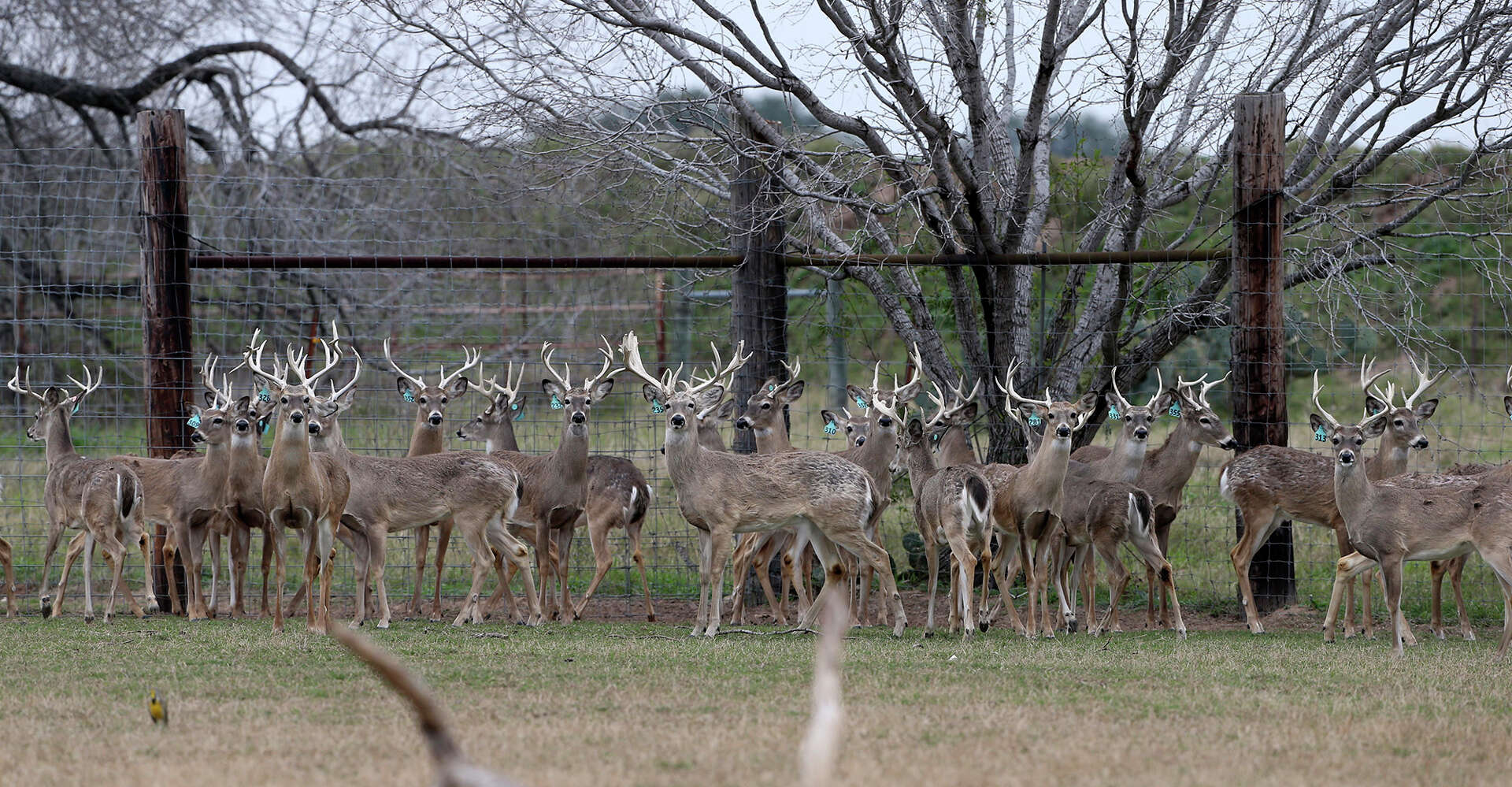 CWD outbreak in Texas deer breeding facilities is severe