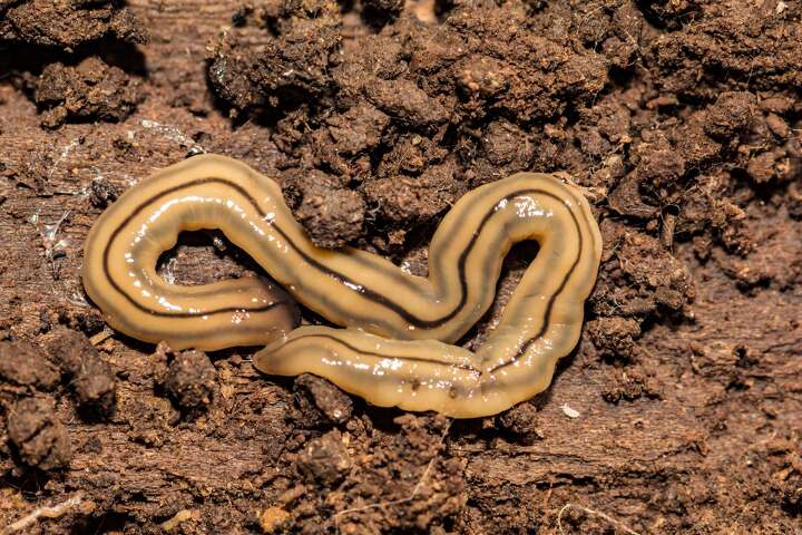 Invasive hammerhead flatworms have been spotted in Houston