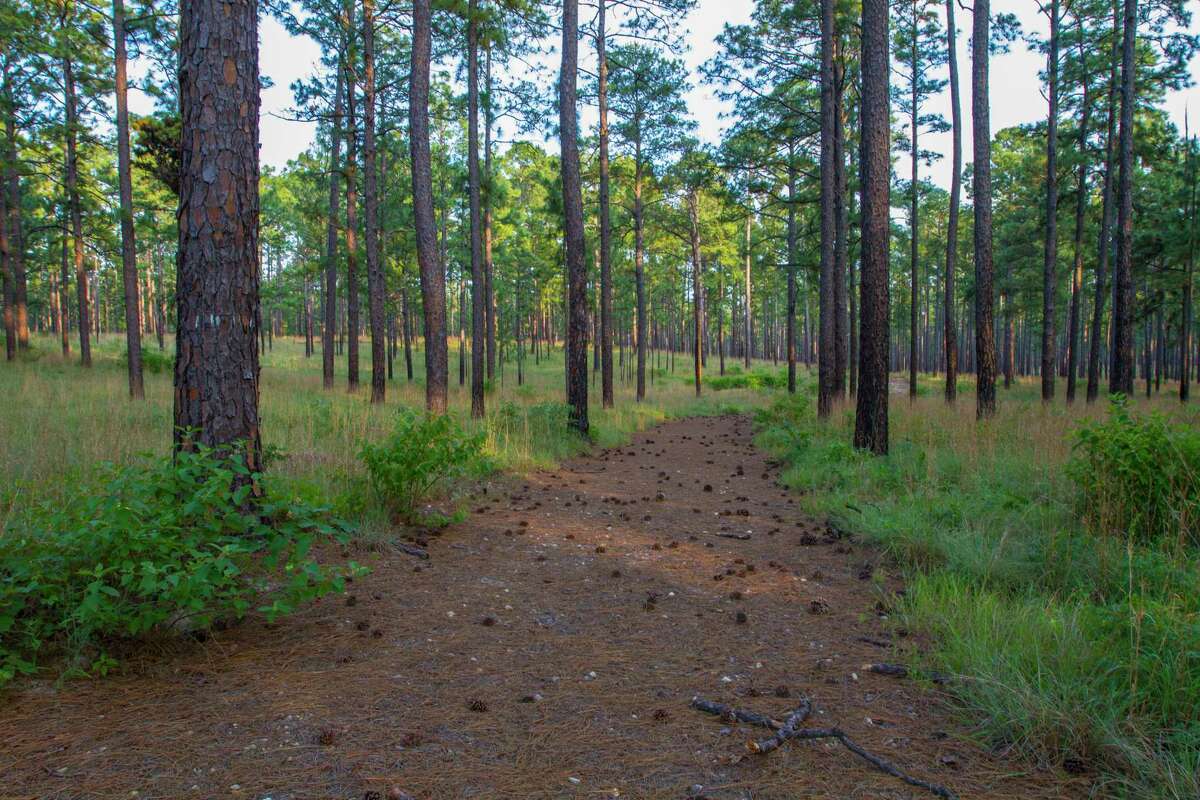 Big Thicket generates $20.3M in economic activity in 2020
