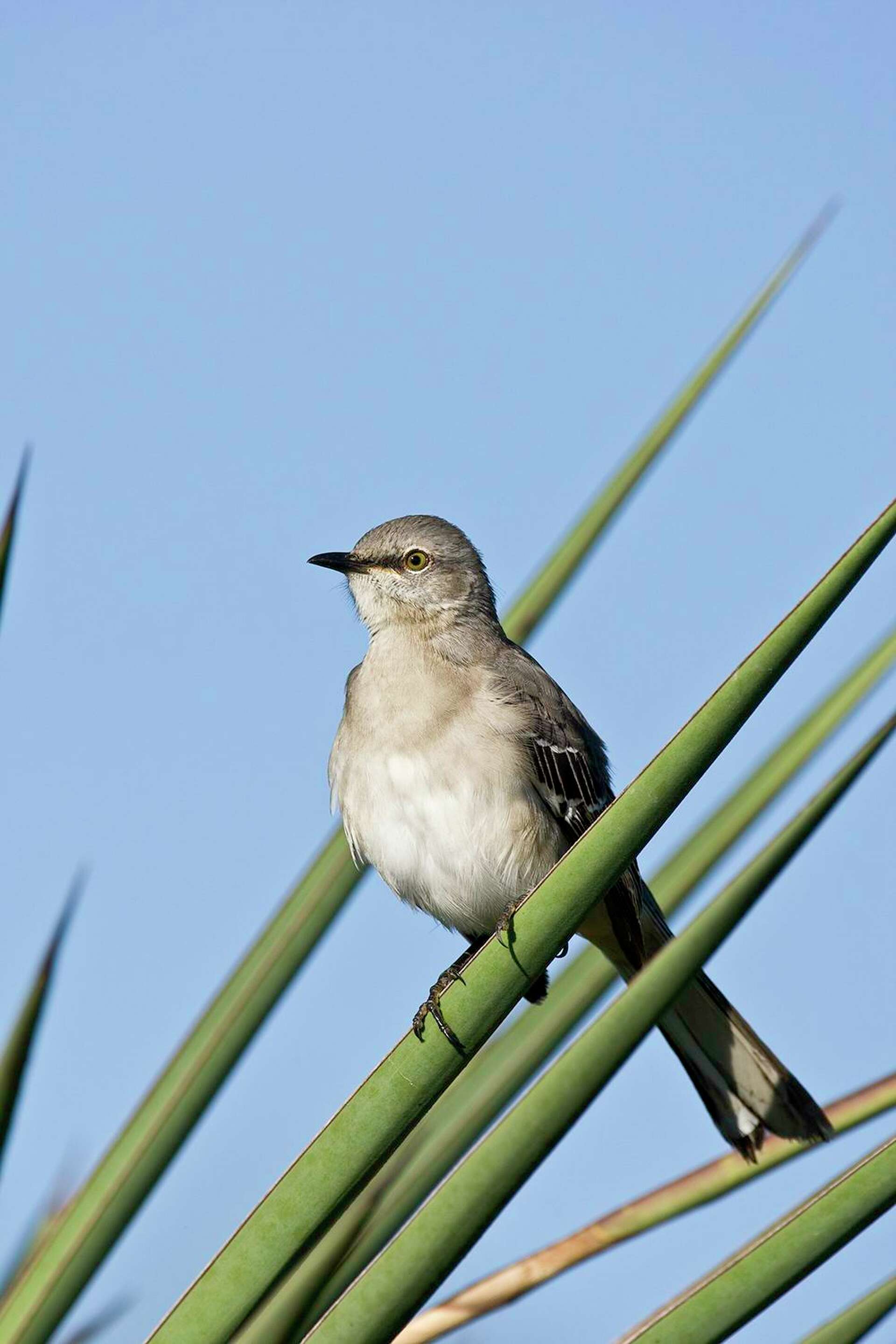 Texas' state bird, the mockingbird, will fiercely defend its territory