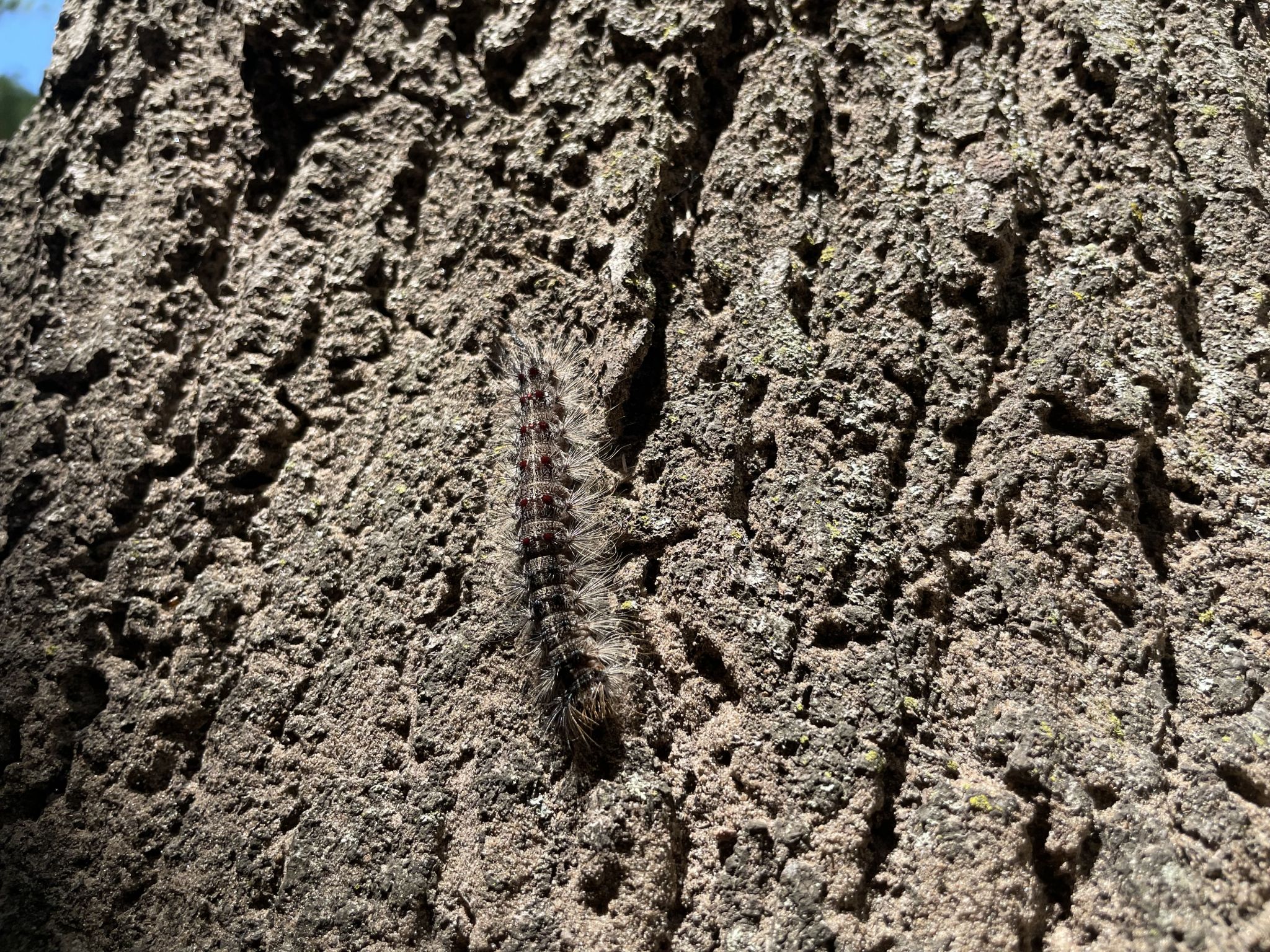 Nearly 4,000 acres in Bay County treated for Gypsy Moth infestation