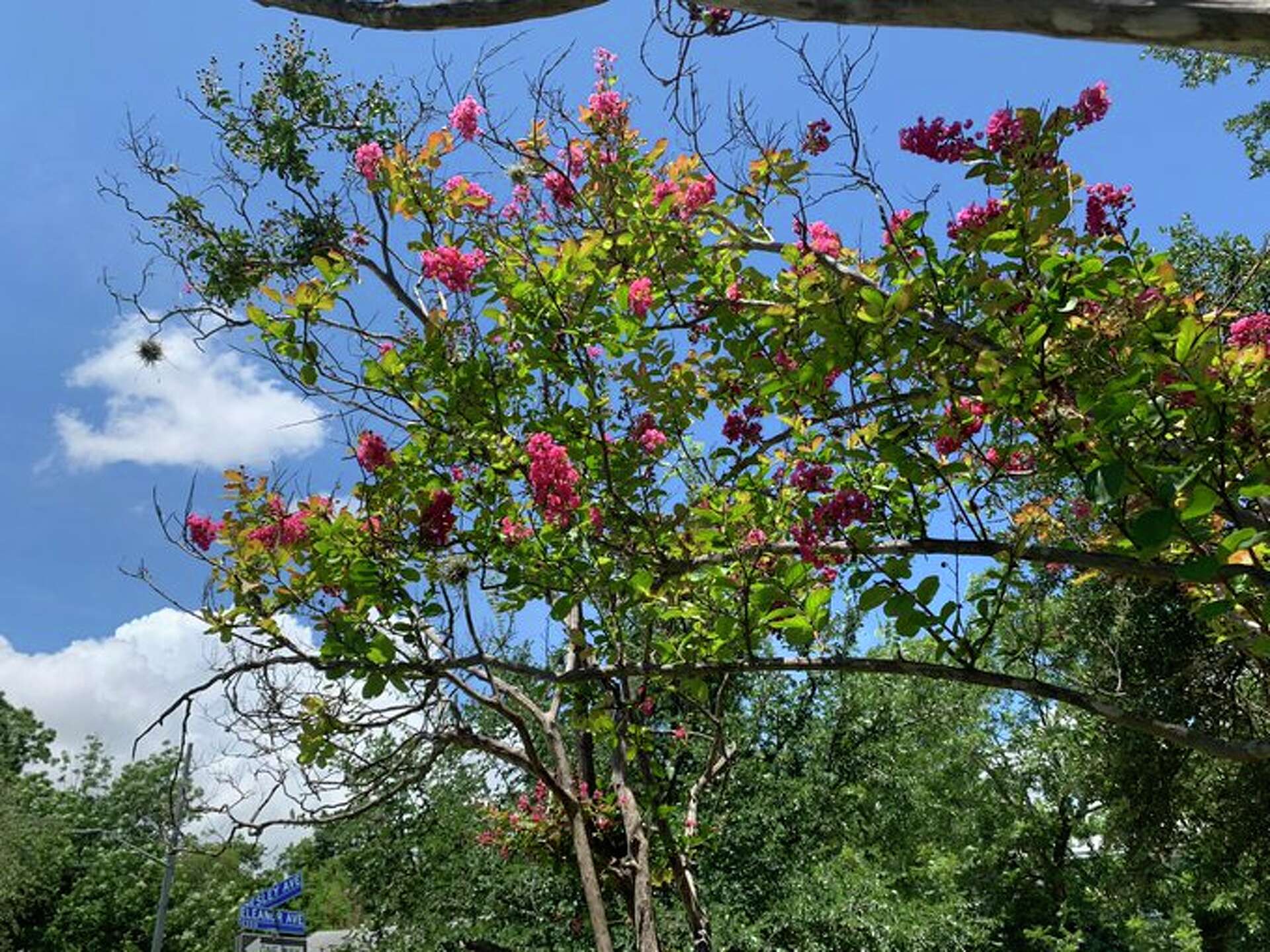 Avoid "Crepe Myrtle Murder" with Proper Pruning Techniques