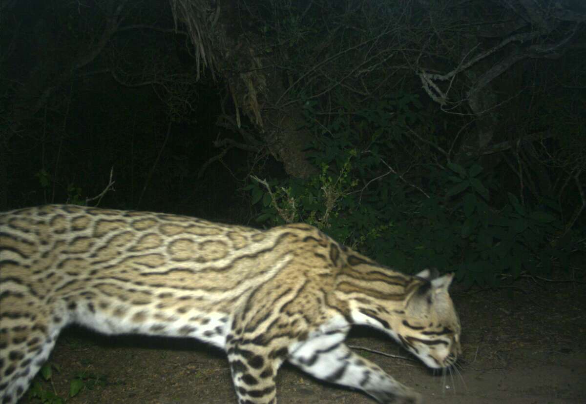 Camera captures 'extremely rare' ocelots roaming Rio Grande Valley refuge