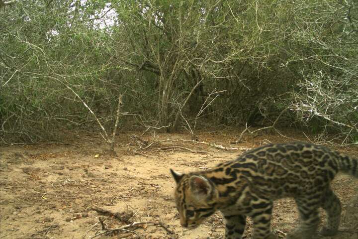 Texas ocelots show signs of population recovery