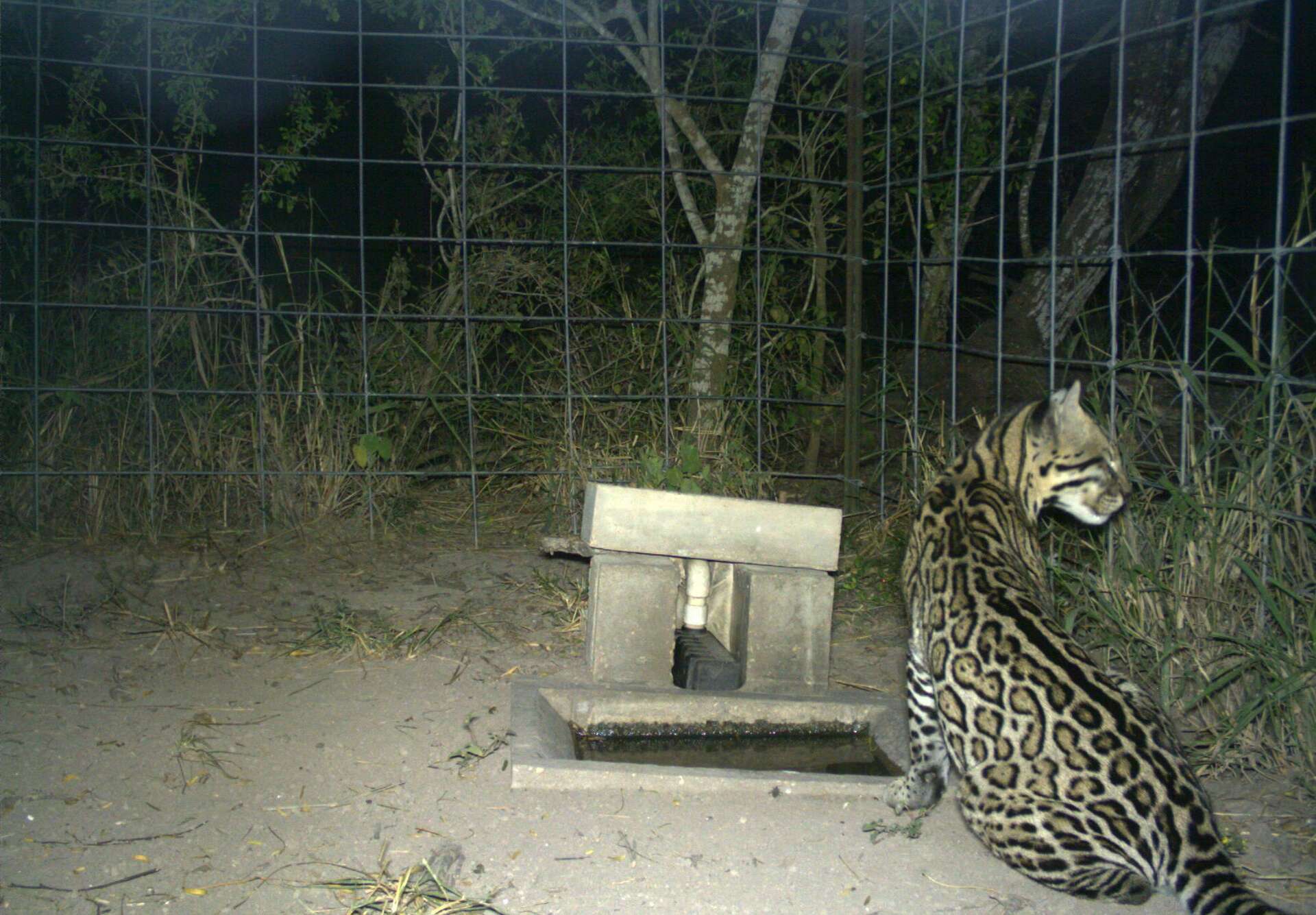 Camera captures 'extremely rare' ocelots roaming Rio Grande Valley refuge
