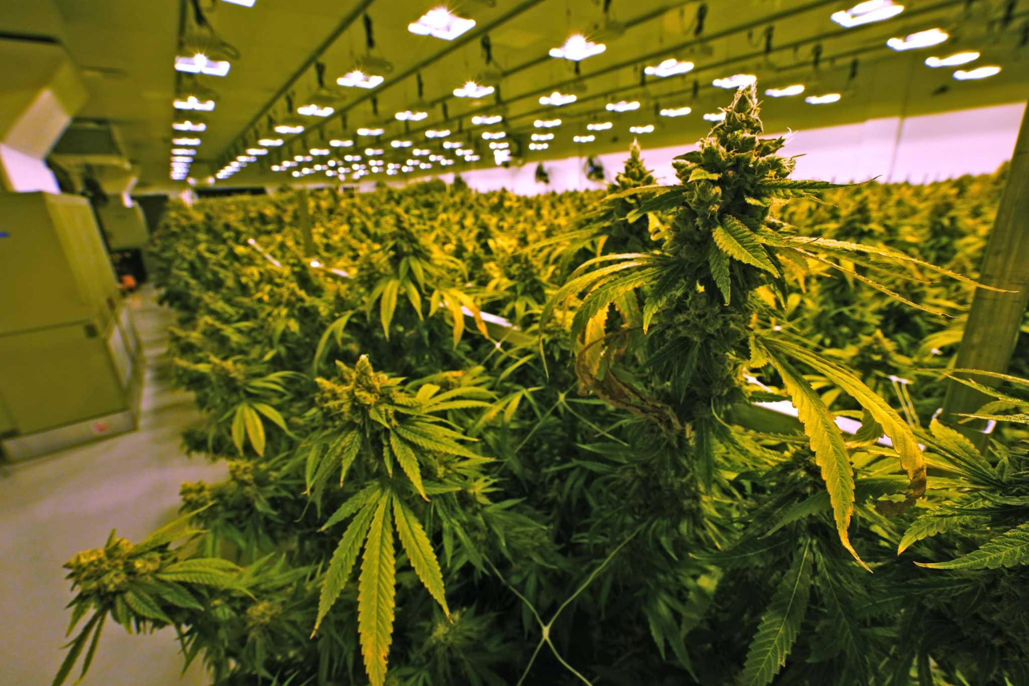Legal Marijuana In Connecticut A Timeline