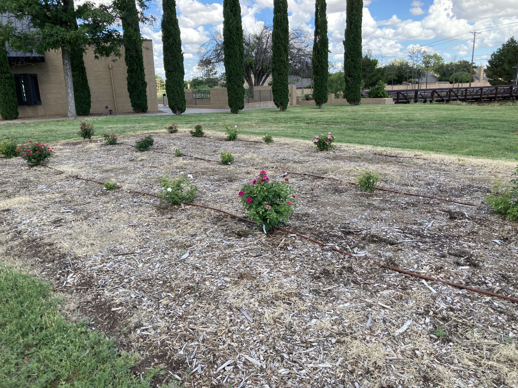 High quality roses are the goal of Midland College trial