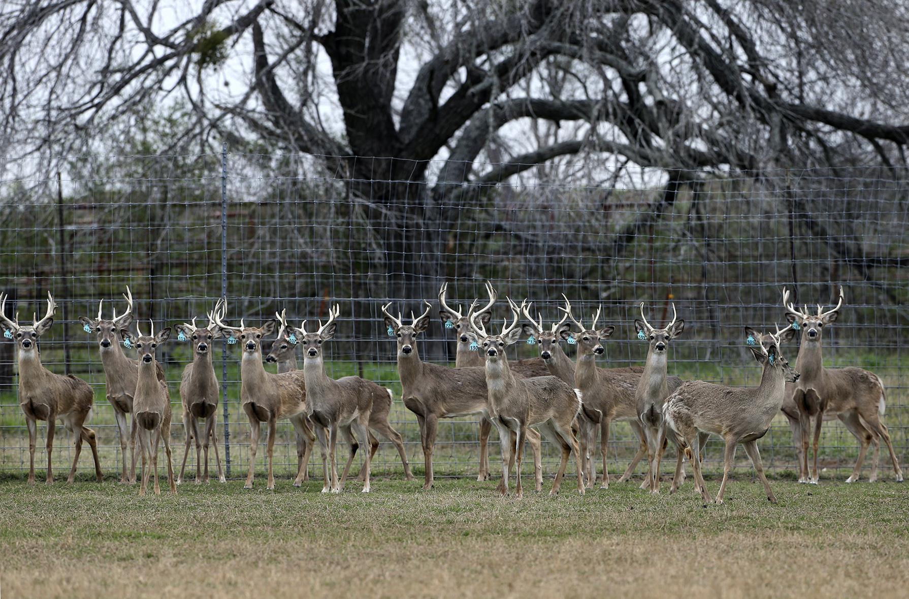 Chronic wasting disease outbreak in Texas deer breeding facilities is ...
