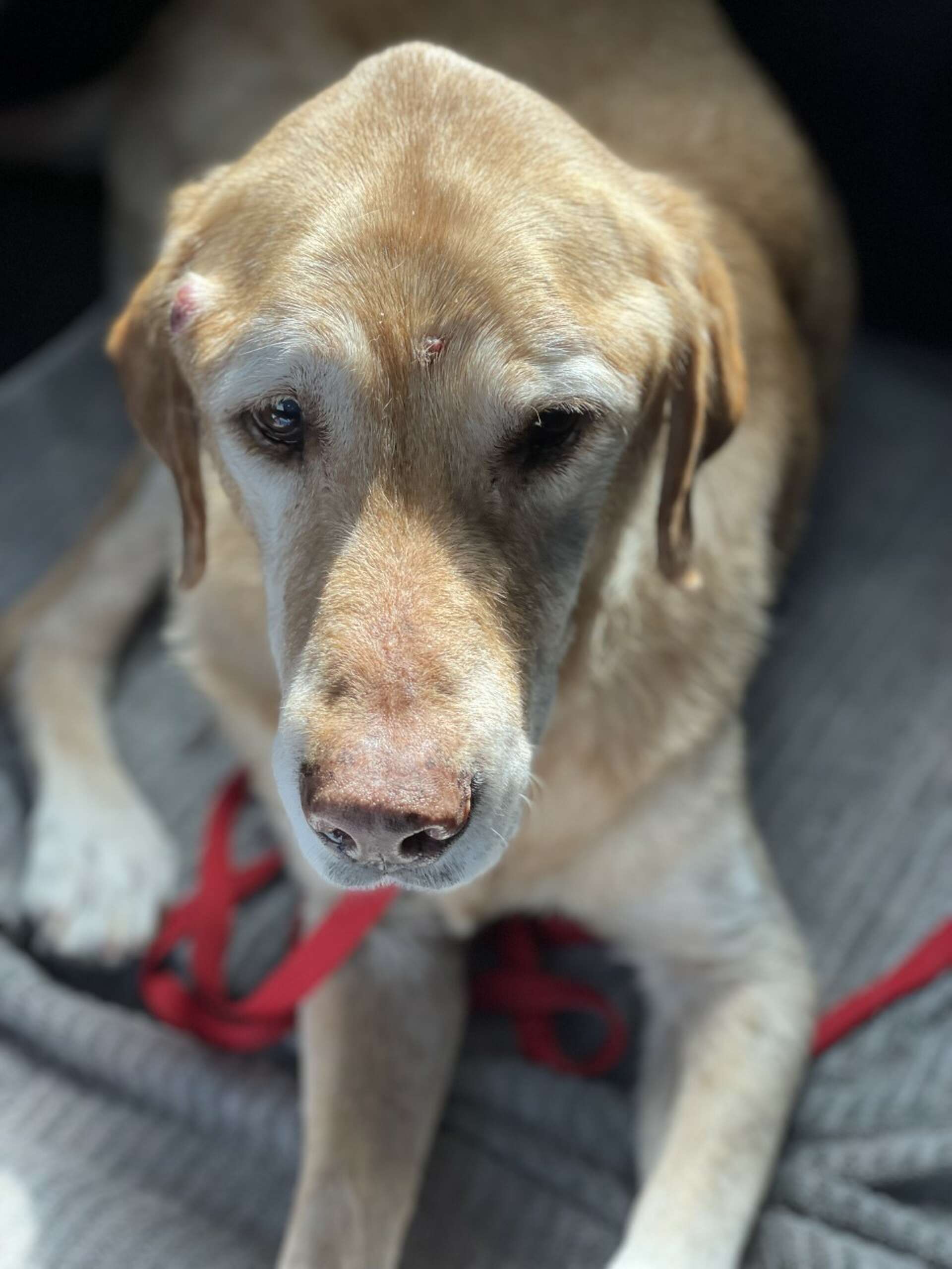 San Antonio dog returns home after more than 10 years