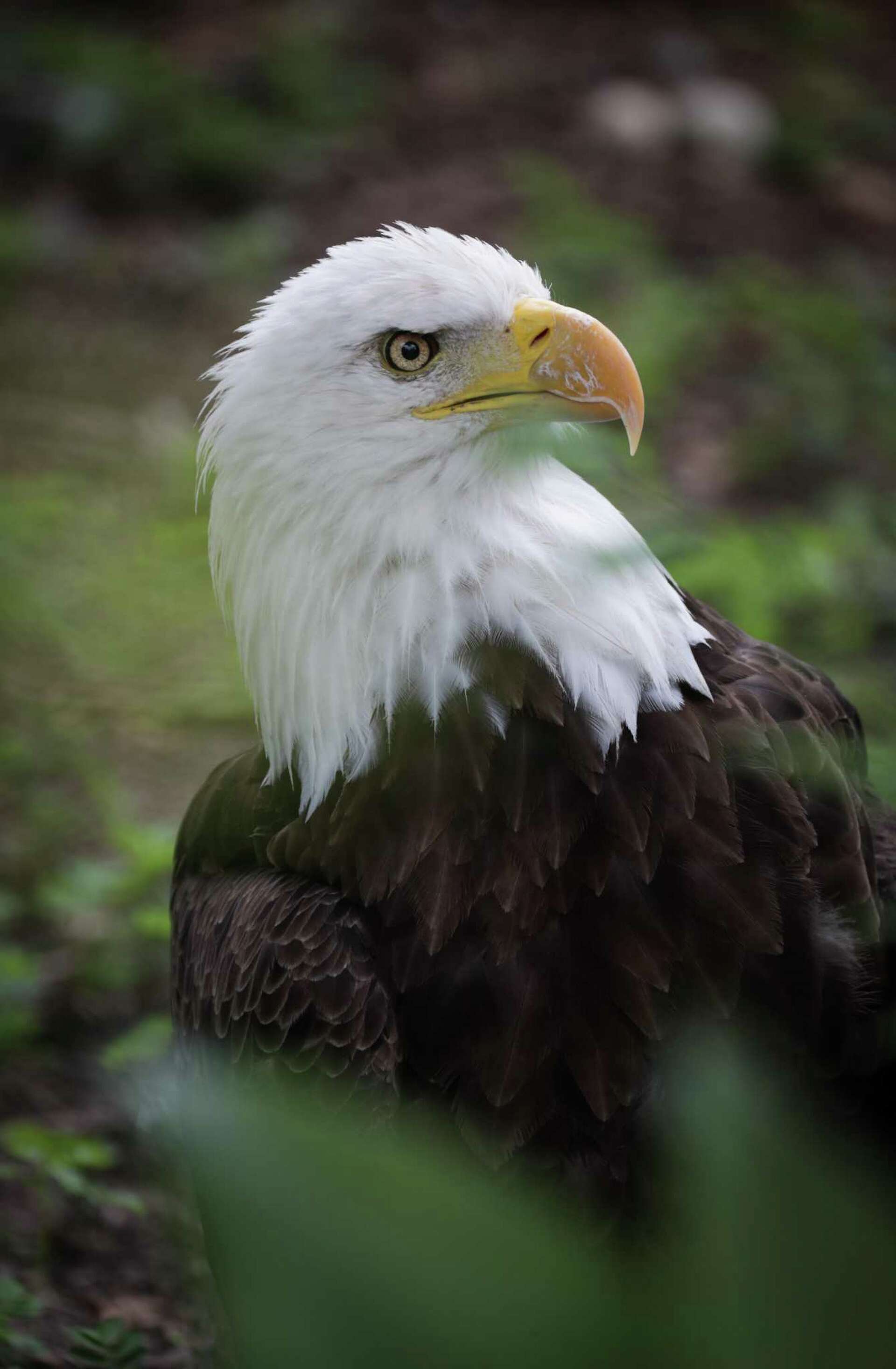 Bald Eagles. Mom. Apple pie. What will it take to unite Americans this ...