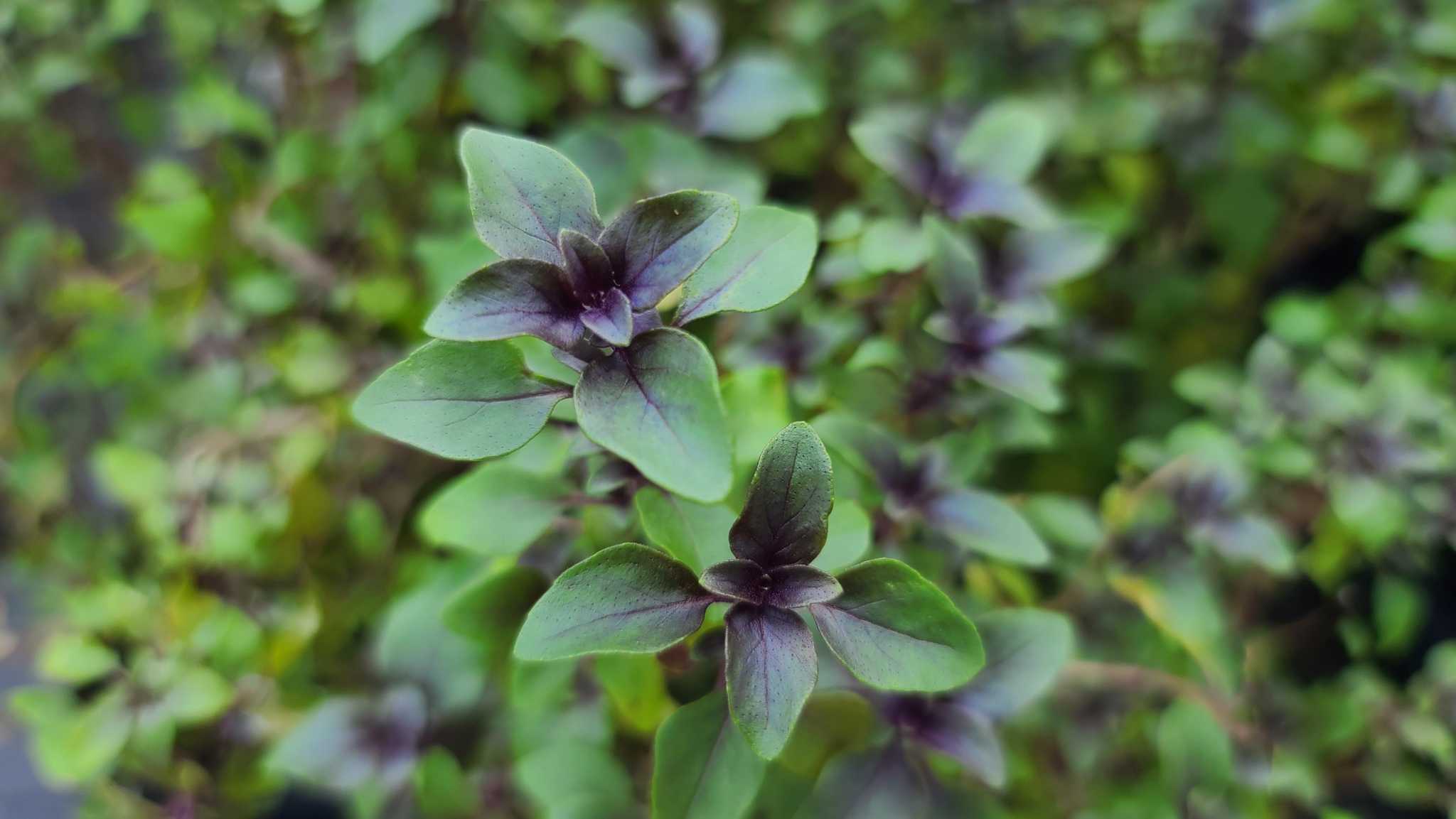 Growing hot, spicy basil varieties opens up a world beyond pesto