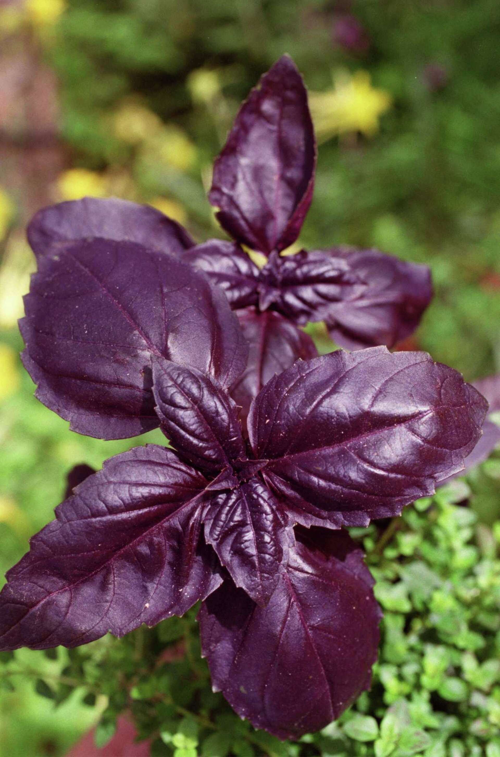 Growing hot, spicy basil varieties opens up a world beyond pesto
