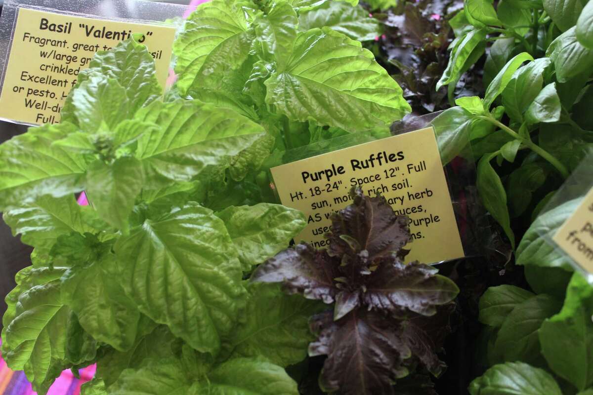 Growing hot, spicy basil varieties opens up a world beyond pesto