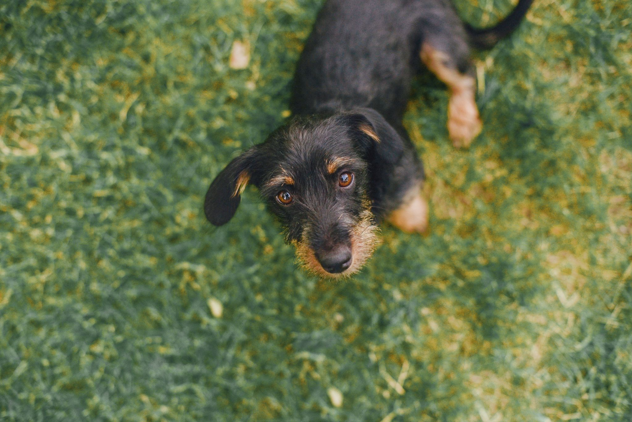 What happens to pandemic pets now that people are returning to the office?