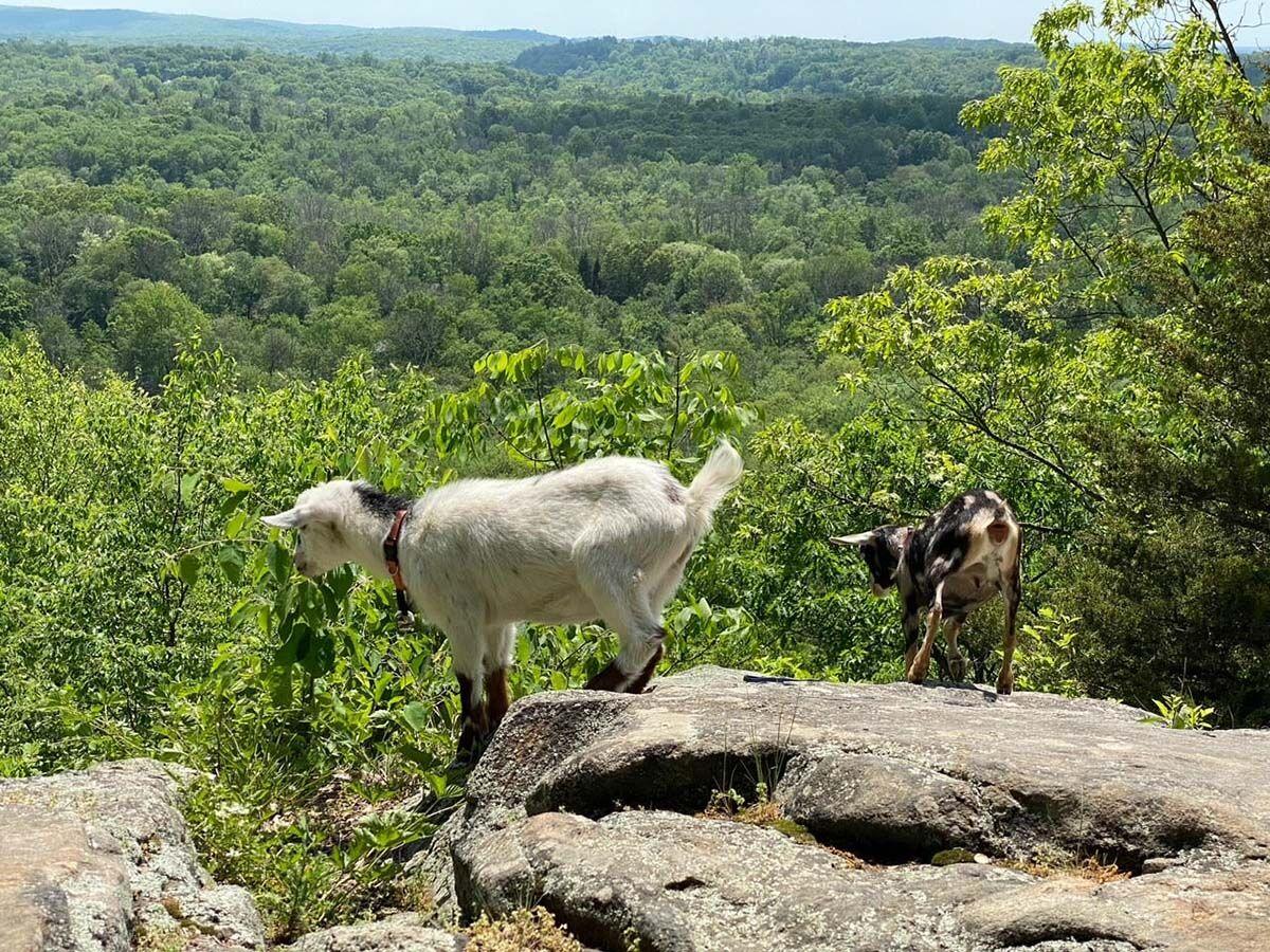 You can hike with a gang of goats at this Connecticut farm
