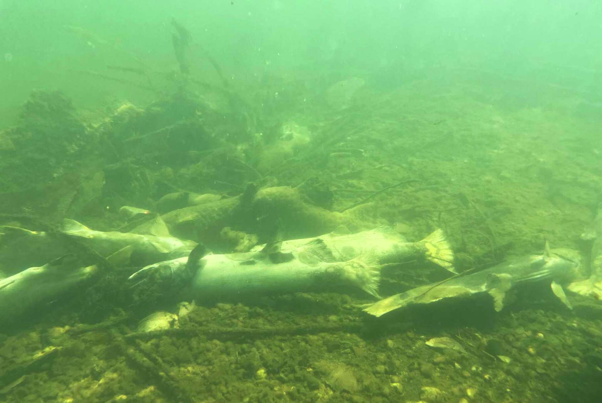 One way to save California salmon threatened by drought: Truck them to ...