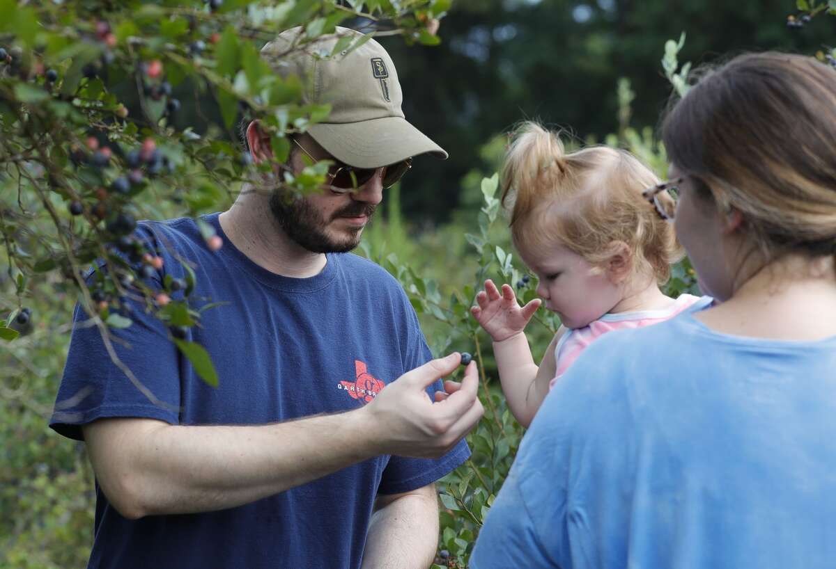 Moorhead's Blueberry Farm