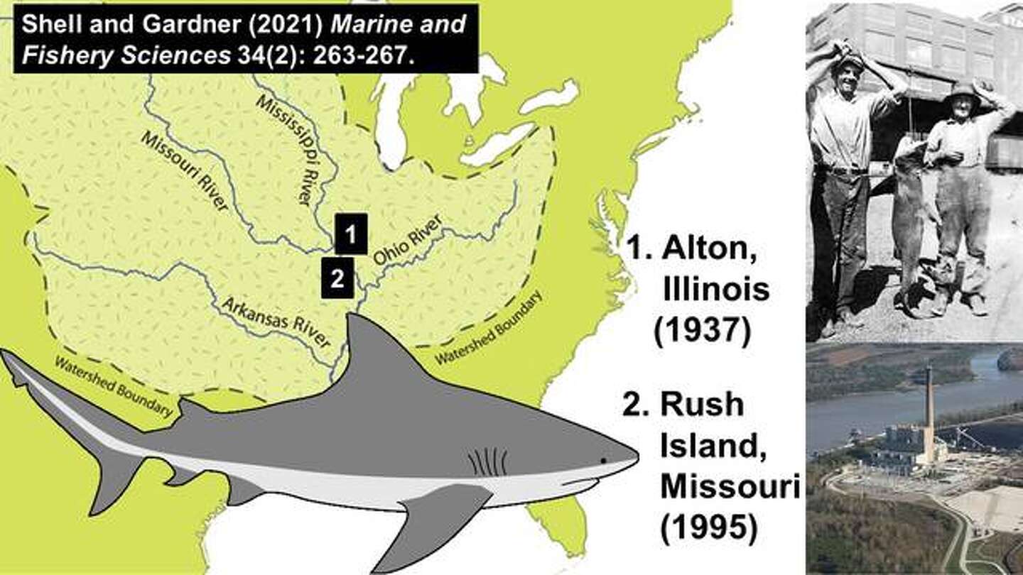 Researchers affirm two bull shark sightings