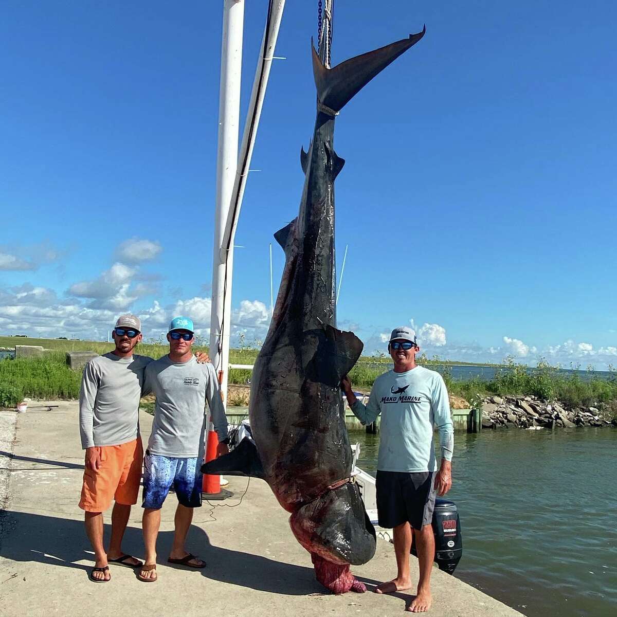 Texas City angler reels in 1,000-pound tiger shark in Galveston