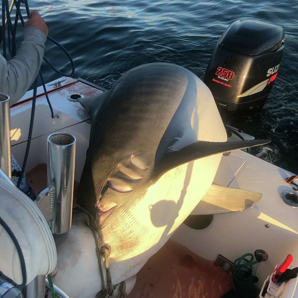 Texas City angler reels in 1,000-pound tiger shark in Galveston