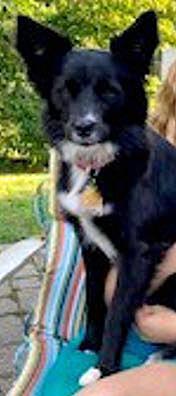 Police: Dog missing after serious South Windsor crash reunited with family