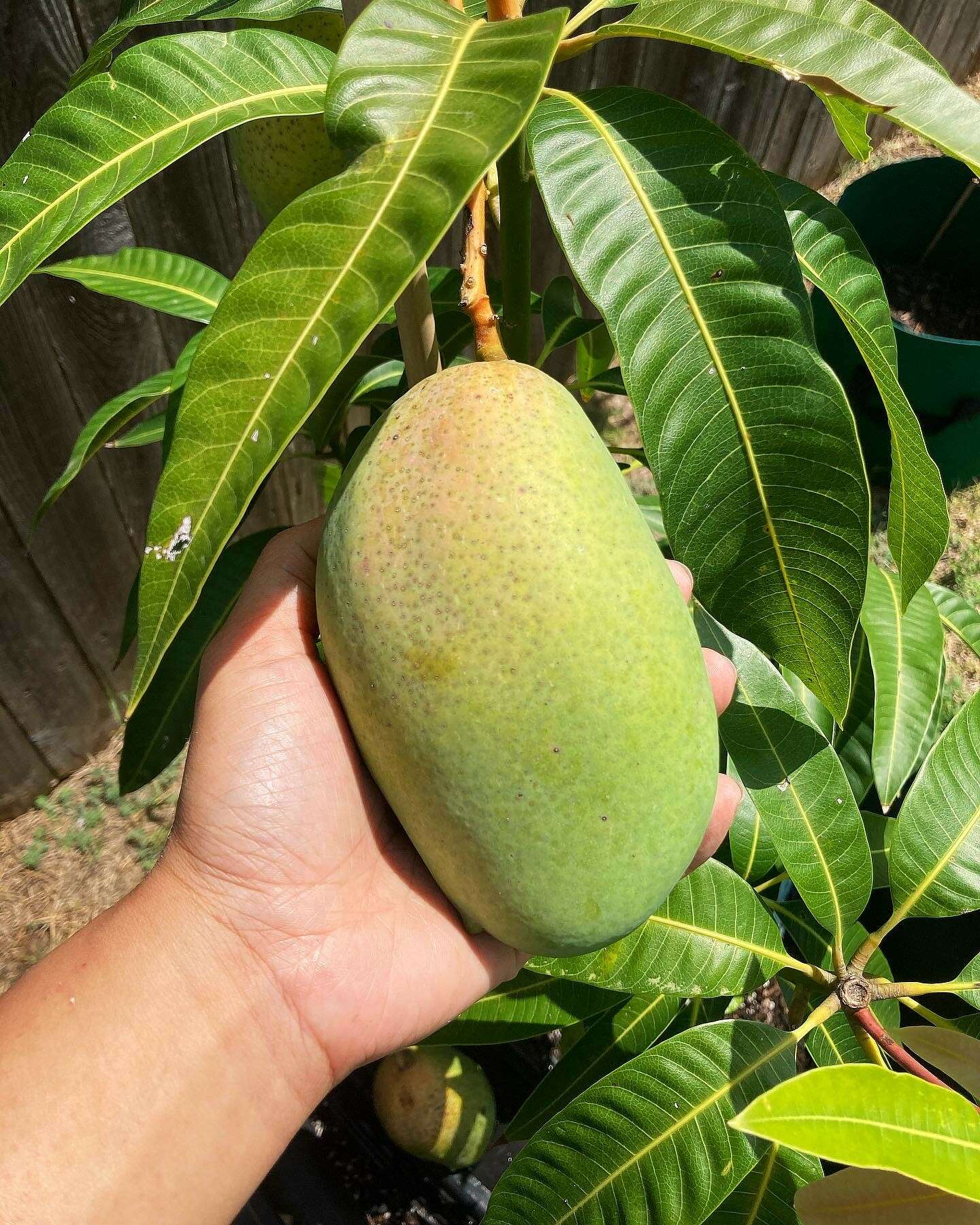 Floridian's mango tree is flourishing in San Antonio, despite its long odds