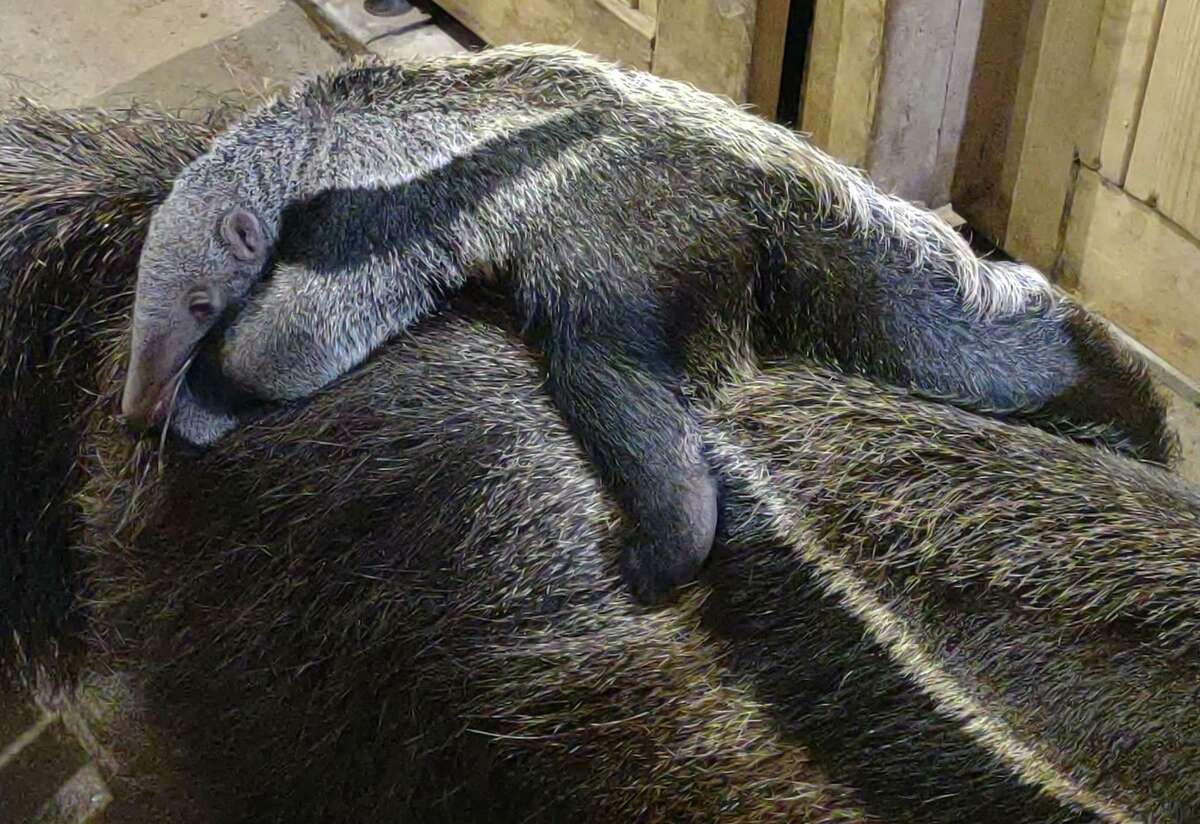 Beardsley Zoo in Bridgeport welcomes baby anteater